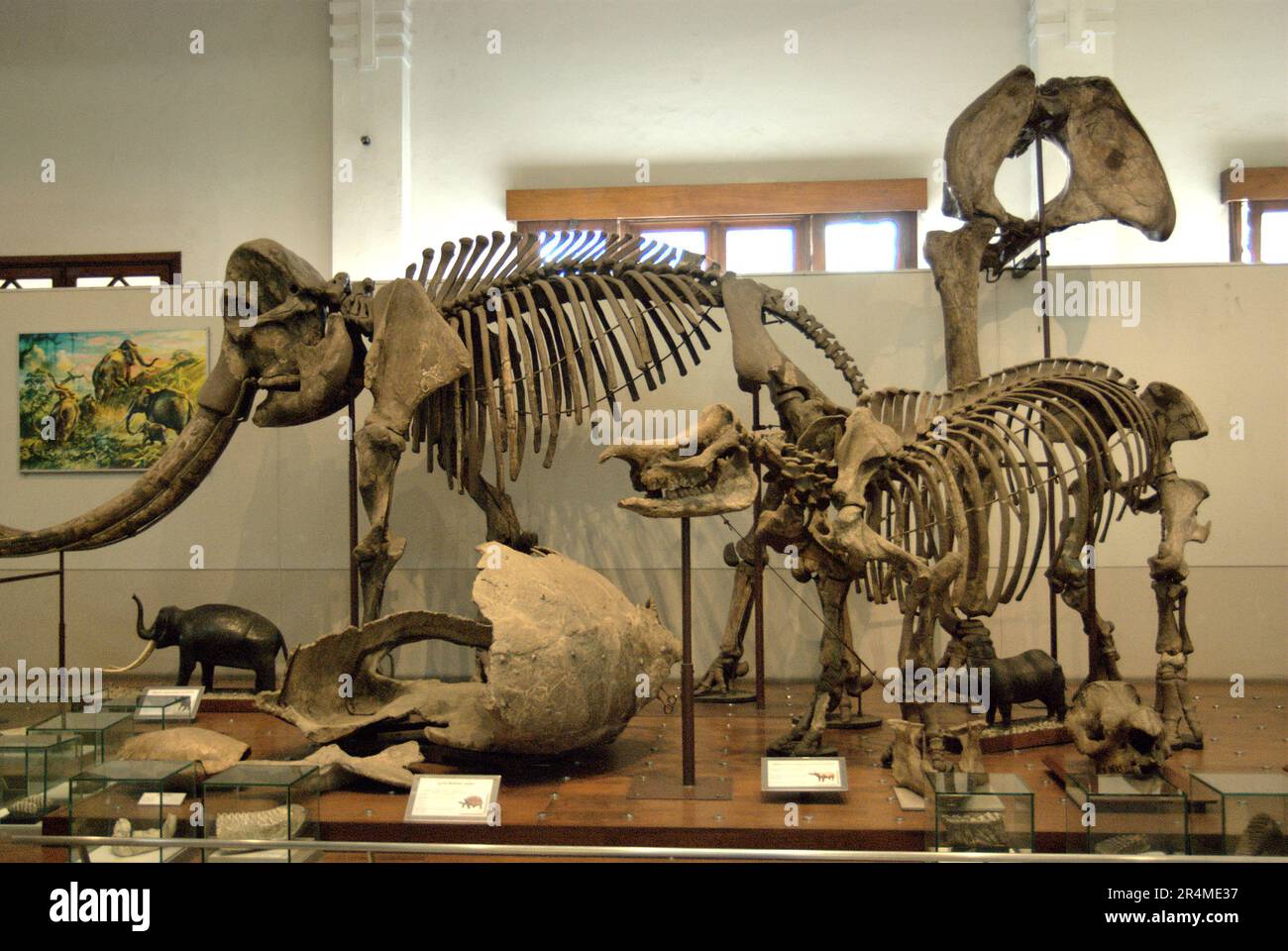 Display of reconstructed extinct megafauna at Museum Geologi (Geology ...