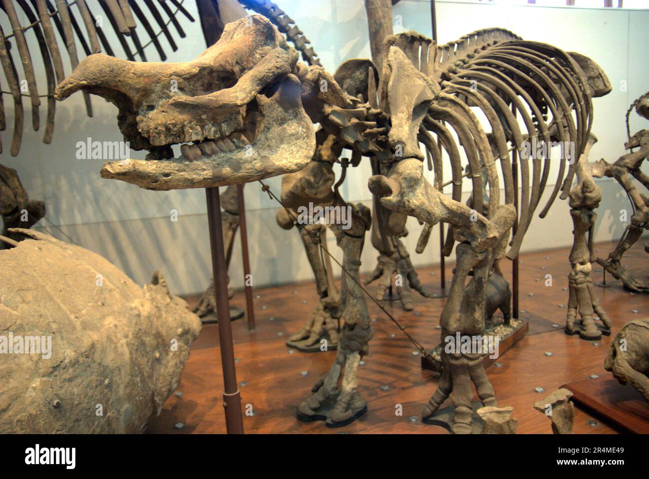 Display of reconstructed extinct megafauna at Museum Geologi (Geology ...