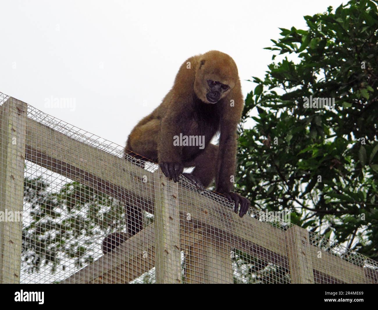 Peru monkey island hi-res stock photography and images - Alamy