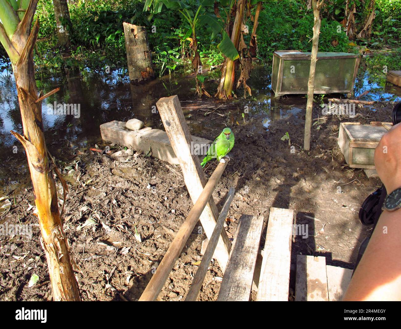 Parrot animal manaus amazônia hi-res stock photography and images - Alamy