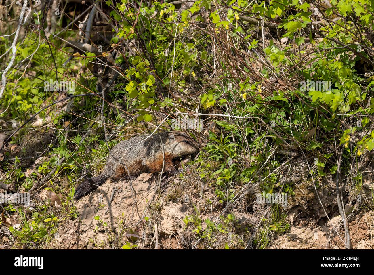 The groundhog (Marmota monax), also known as a woodchuck on the shore ...