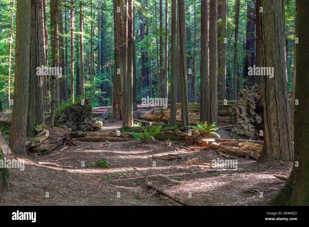 beautiful wild forest with redwood trees at cabrillo Highway, USA Stock ...