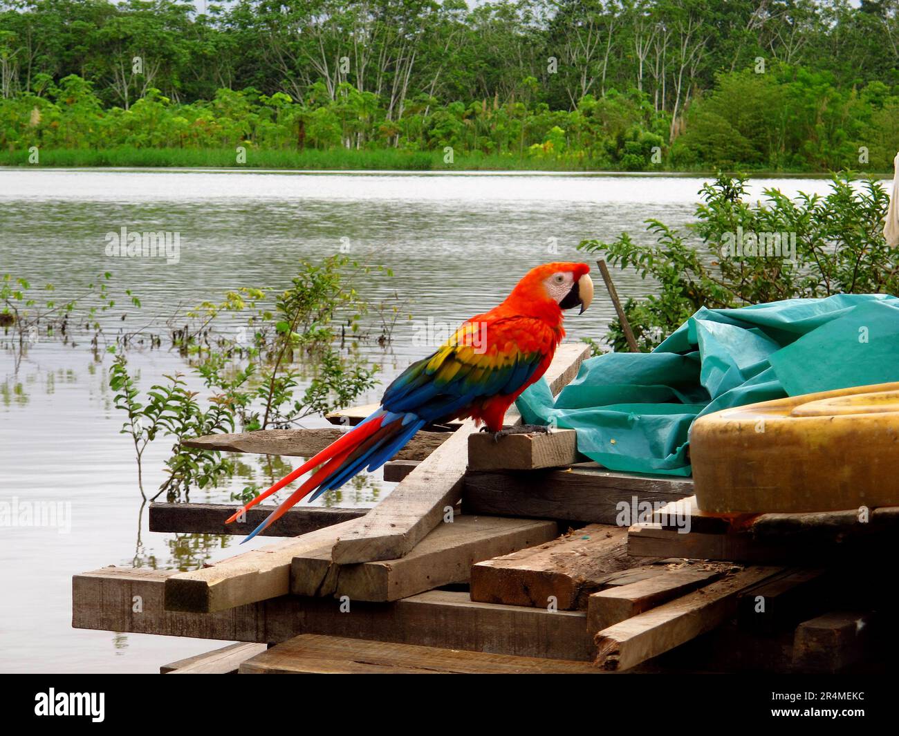 Amazonas peru water bird hi-res stock photography and images - Alamy