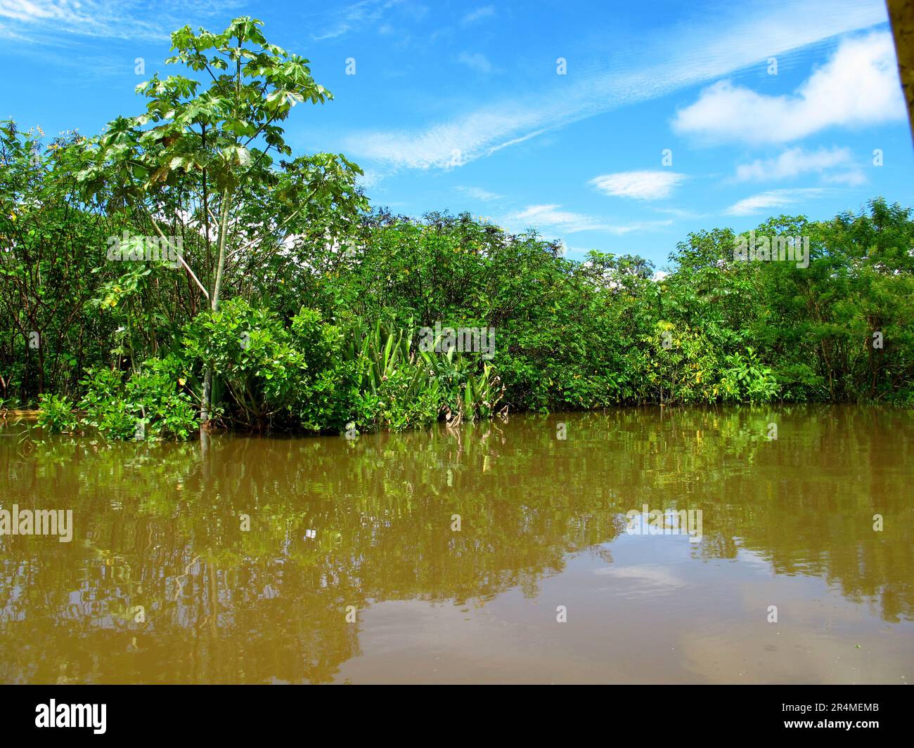 The Amazon river in Peru, South America Stock Photo - Alamy