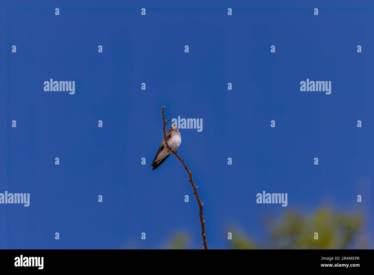 The sand martin (Riparia riparia)in flight. Bird also known as the bank ...