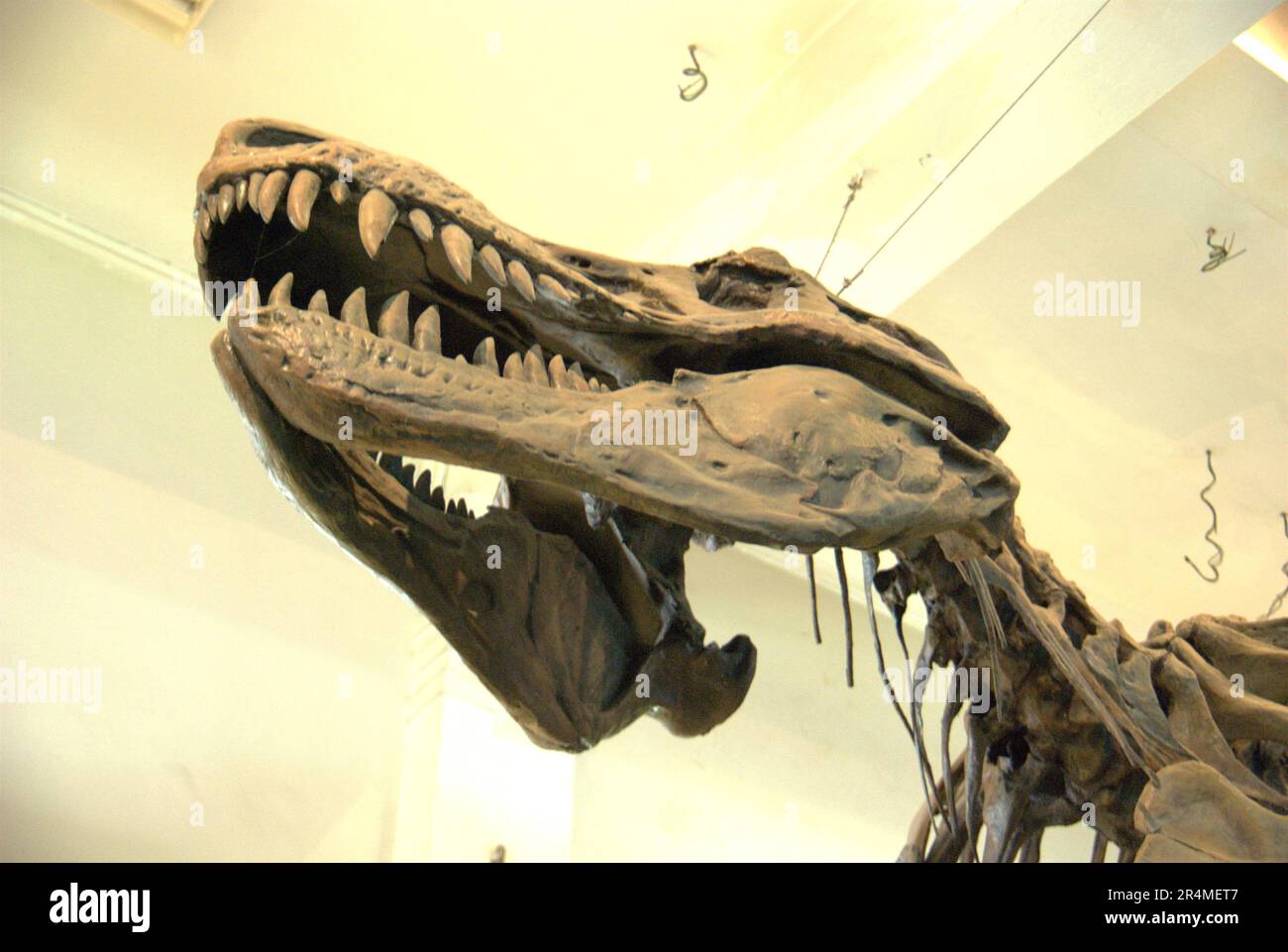 The head part of a Tyrannosaurus rex reconstruction at Museum Geologi ...