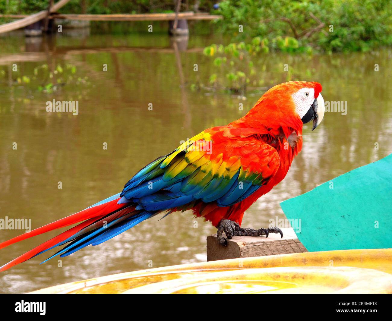 Parrot in Amazon river, Peru in South America Stock Photo - Alamy