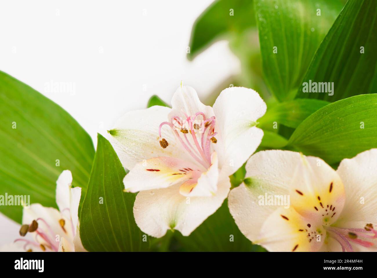 Romantic Jasmine Background With Space For Your Text or Images Stock ...