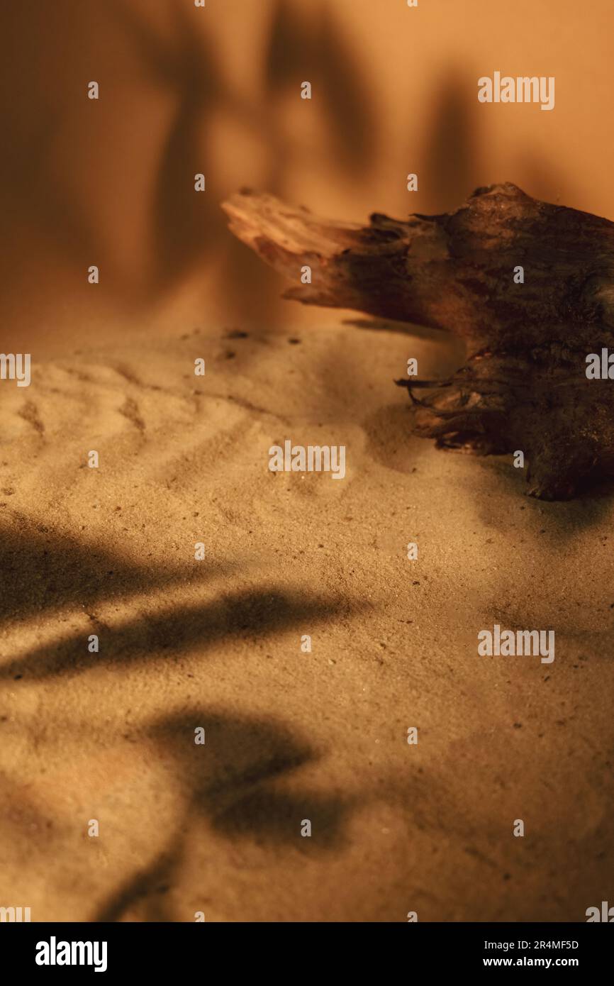 Nature showcase sand display dry wood bark foliage Stock Photo - Alamy