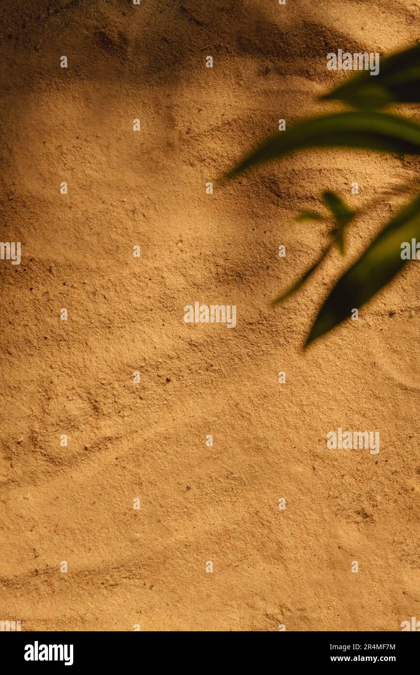 Sand background nature composition green leaves Stock Photo - Alamy