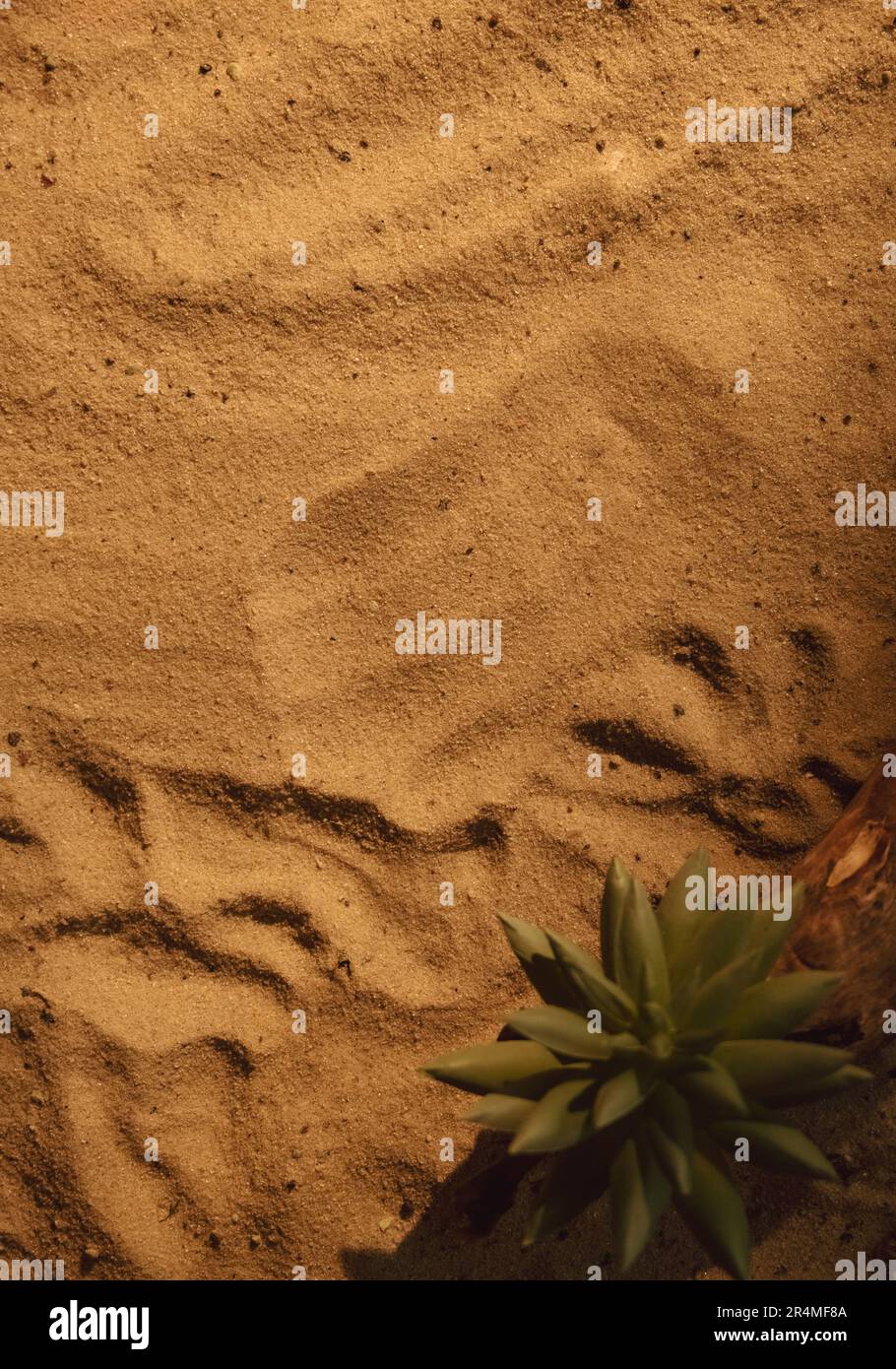 Nature composition sand background green succulent Stock Photo - Alamy