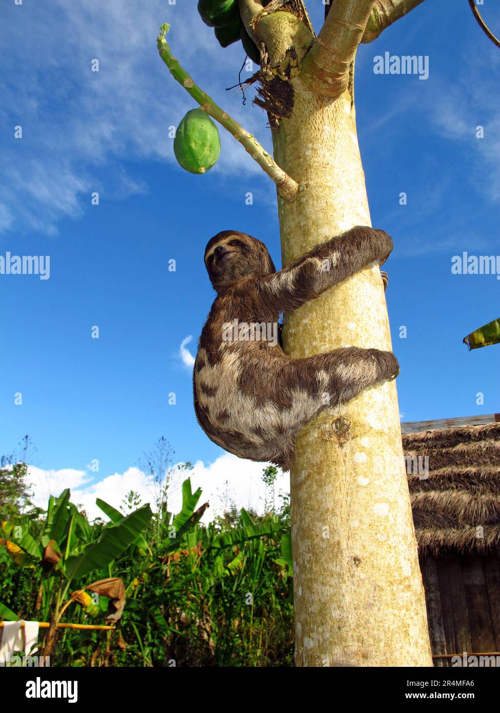 Amazon rainforest peru sloth hi-res stock photography and images - Alamy