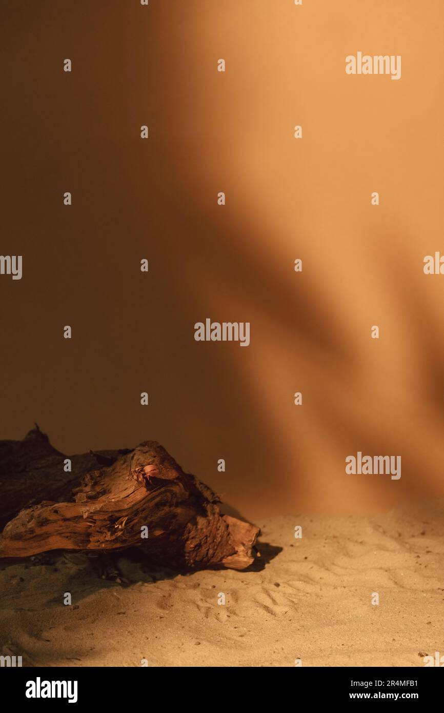 Nature showcase sand display tree bark foliage Stock Photo - Alamy