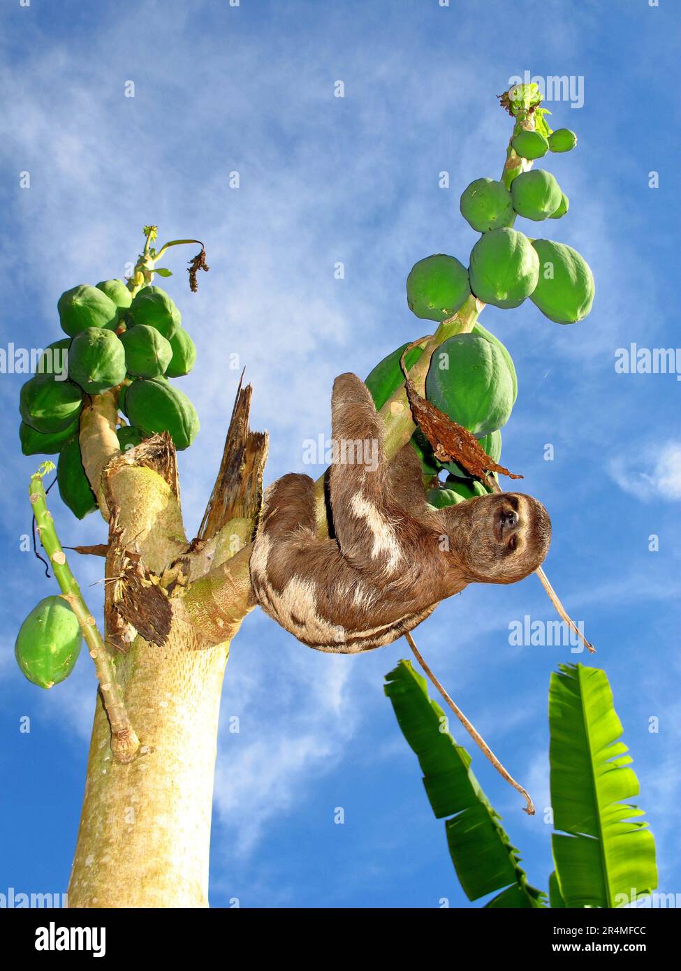 Amazon rainforest peru sloth hi-res stock photography and images - Alamy