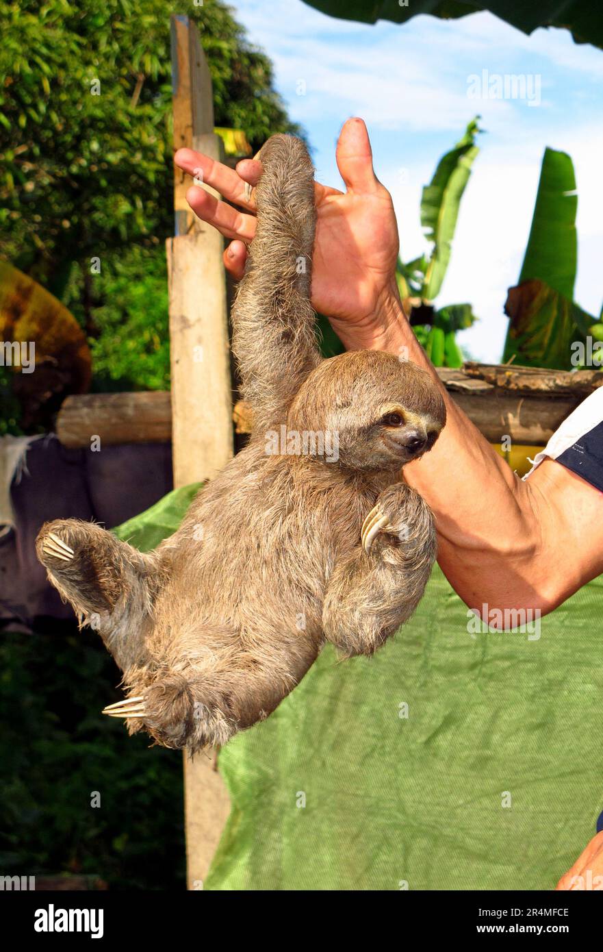 Sloth peru in tree hi-res stock photography and images - Alamy