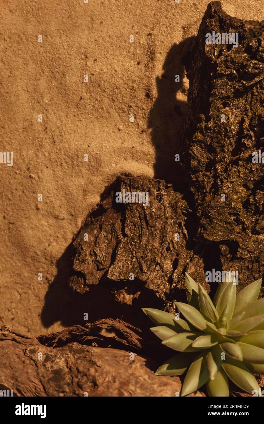 Nature composition sand mockup bark green plant Stock Photo - Alamy