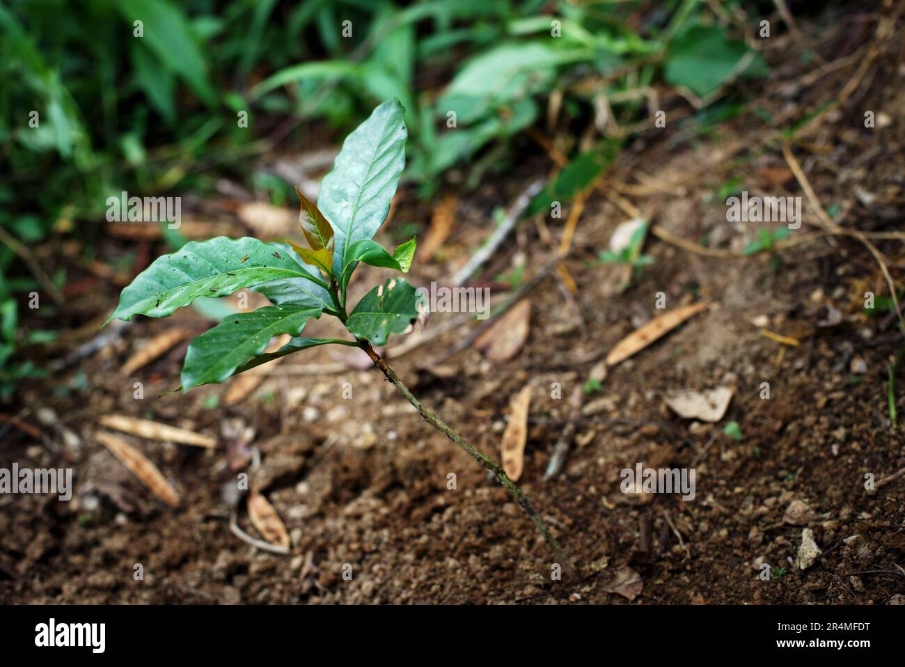 Young arabica coffee plant at a coffee farm that lies on an elevation ...