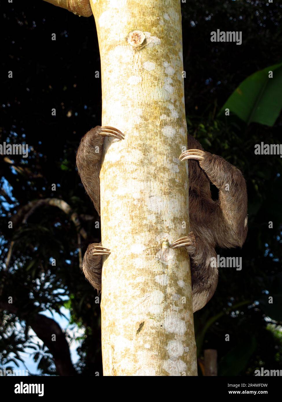 Amazon rainforest peru sloth hi-res stock photography and images - Alamy