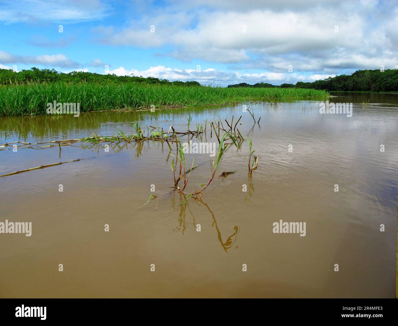 The Amazon river in Peru, South America Stock Photo - Alamy