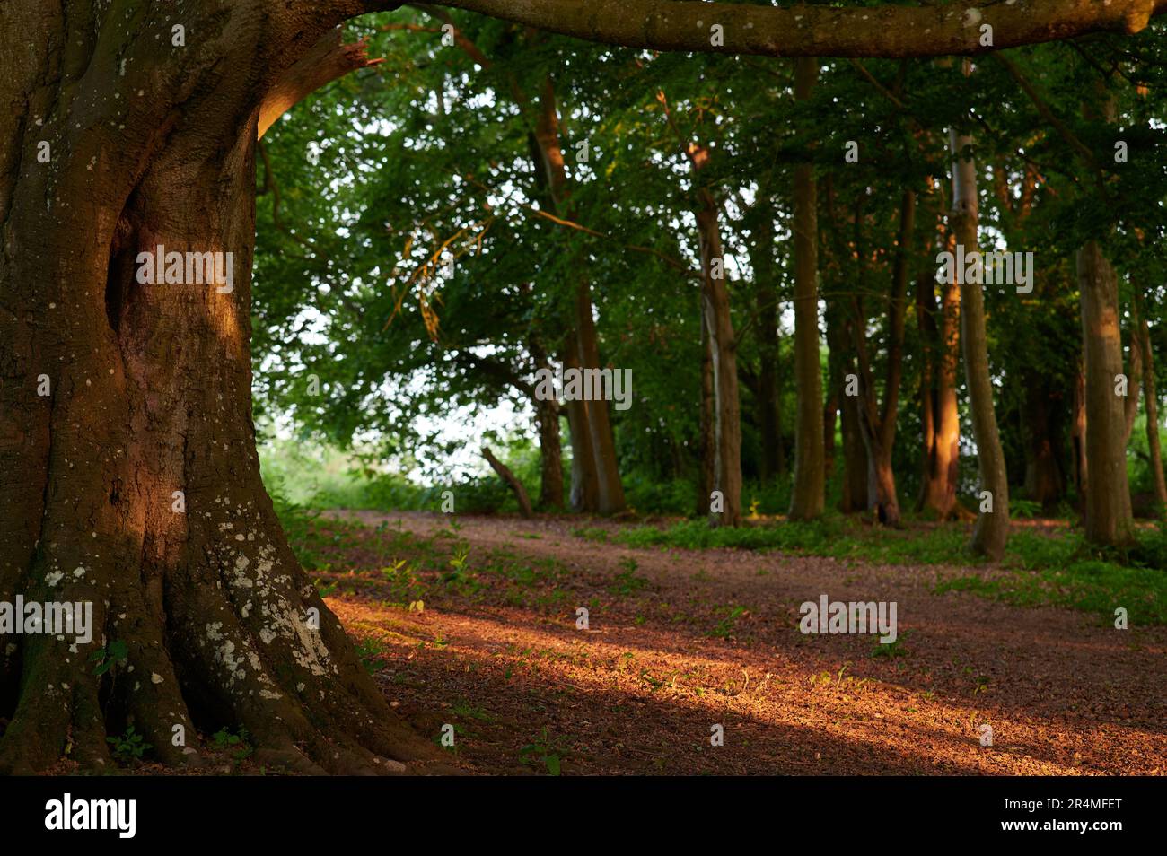 trunk of a large tree and overhanging bough branch in forest next to ...