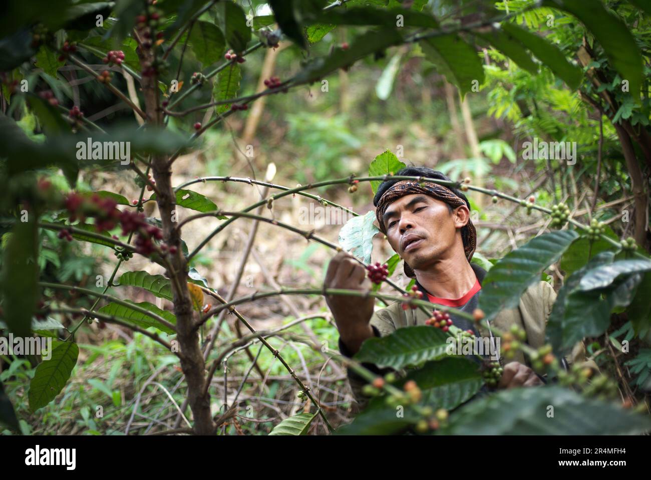 Sustainable coffee farming hi-res stock photography and images - Alamy