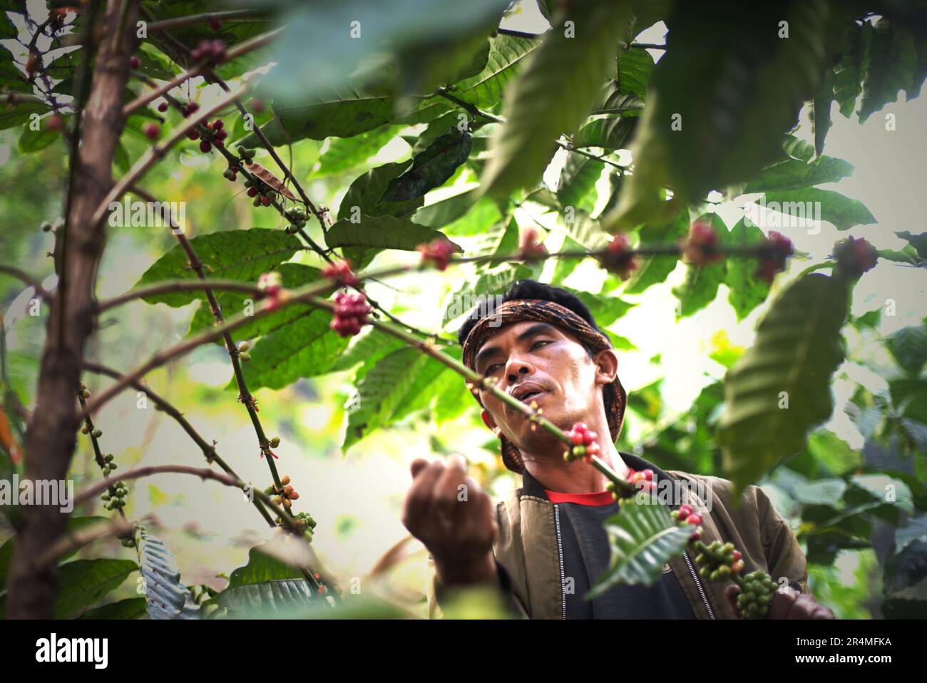 Sustainable coffee farming hi-res stock photography and images - Alamy