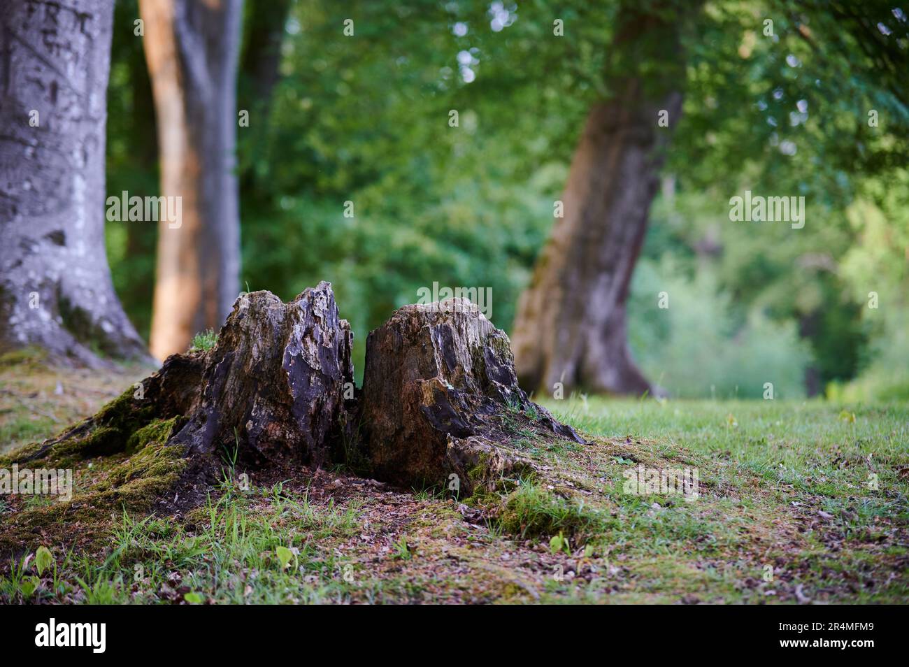 Low stump hi-res stock photography and images - Alamy