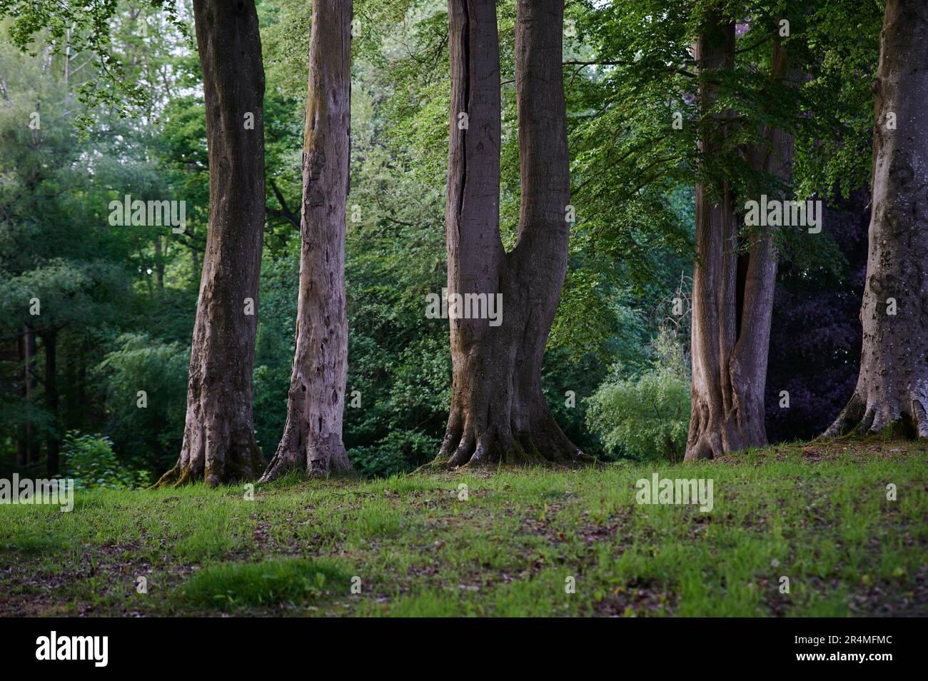 tall trees with no branches in a forest Stock Photo - Alamy