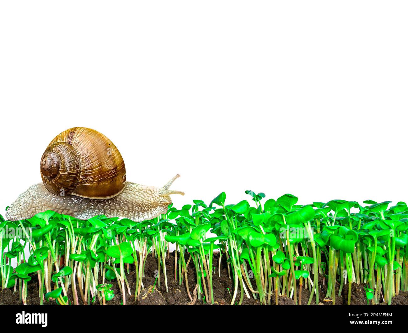 Snail Helix pomatia Linnaeus on green plant leaves. Snail grape or ...