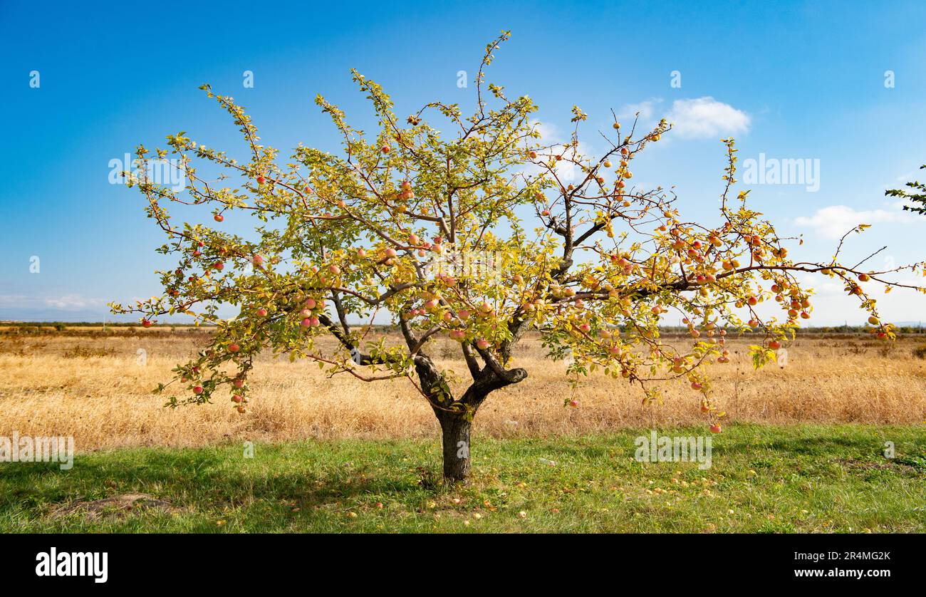 Autumn Apple Orchard Harvest Beautiful Apple Orchard