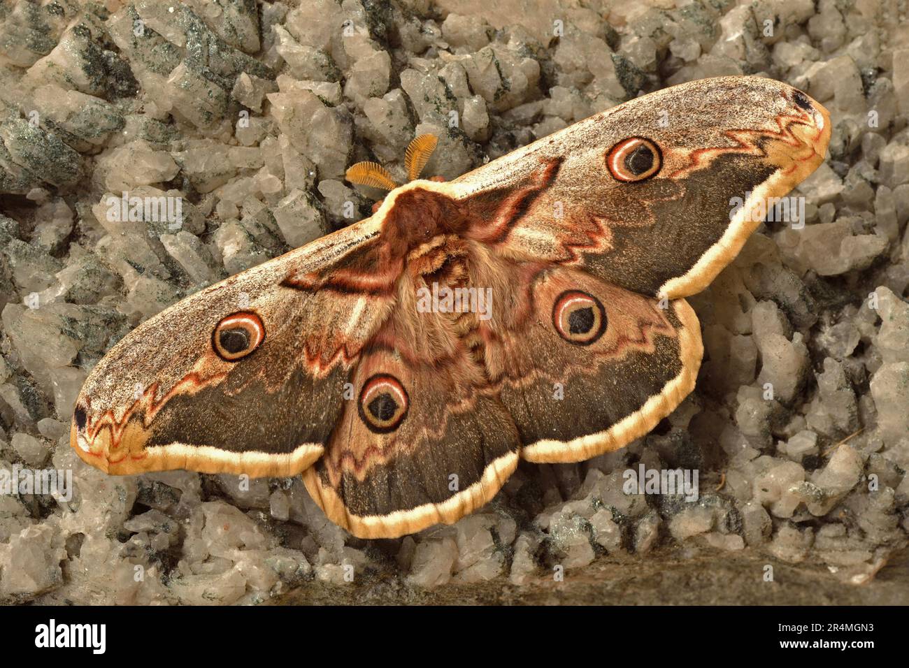 Giant emperor moth hi-res stock photography and images - Alamy