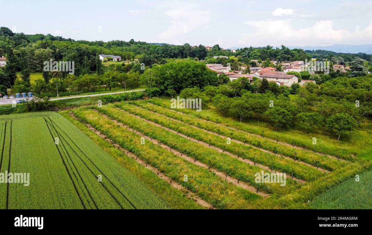 Agricultural fields, Isere valley, Drome, France Stock Photo - Alamy