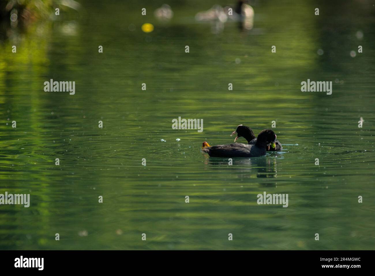 The Eurasian coot (Fulica atra), also known as the common coot, or ...