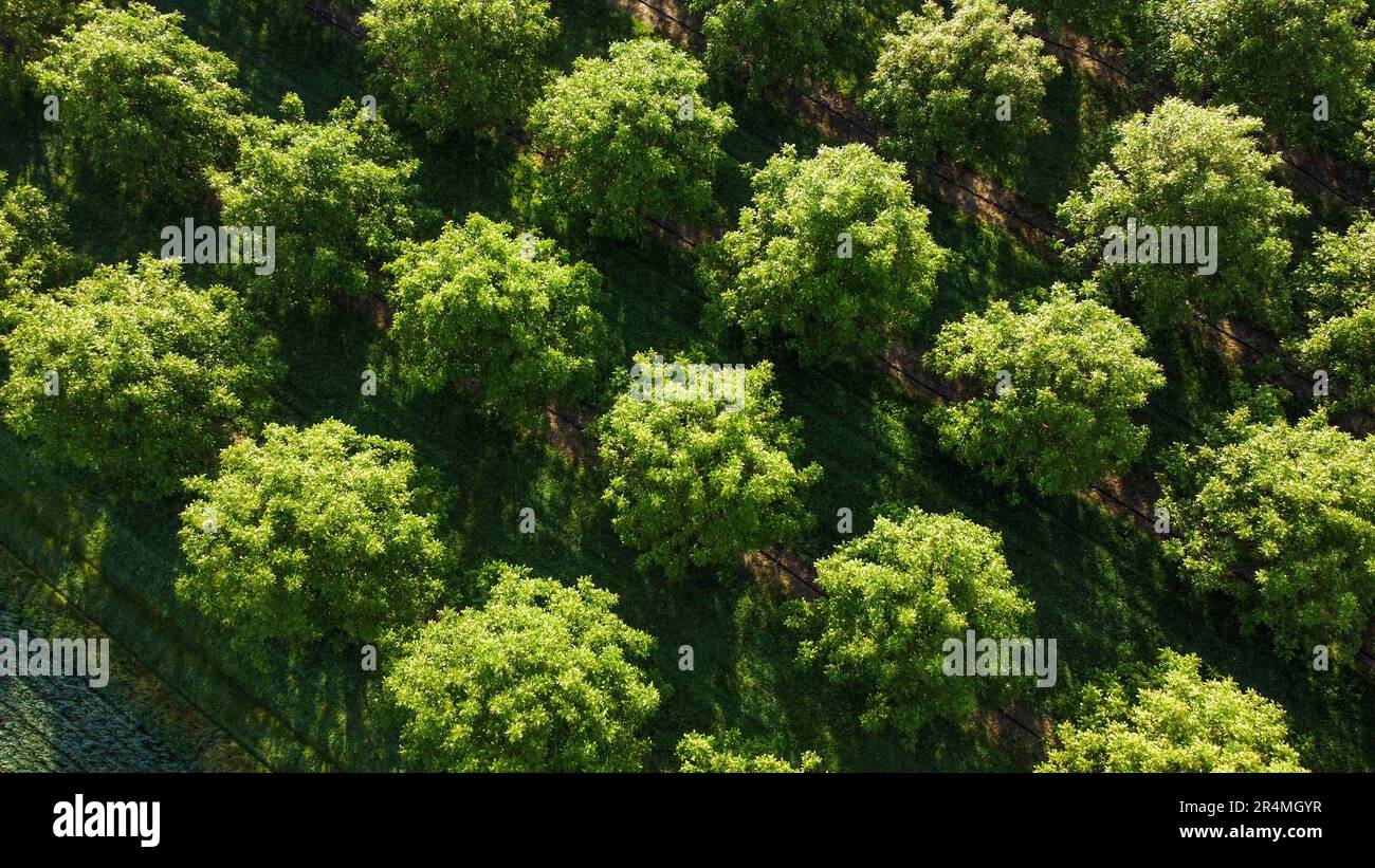 Top view of a Wallnuts trees plantation, drone photography, Drôme ...