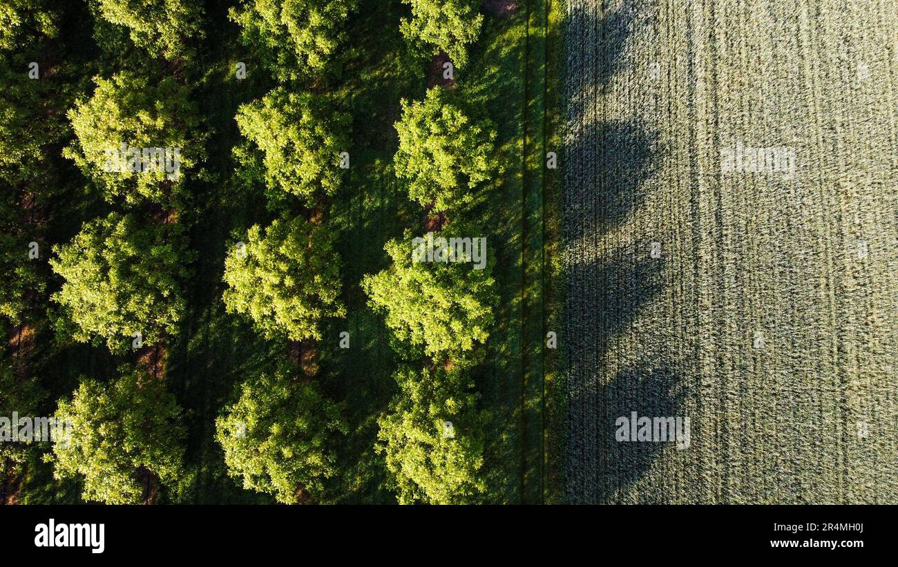 Top view of a Wallnuts trees plantation, drone photography, Drôme ...