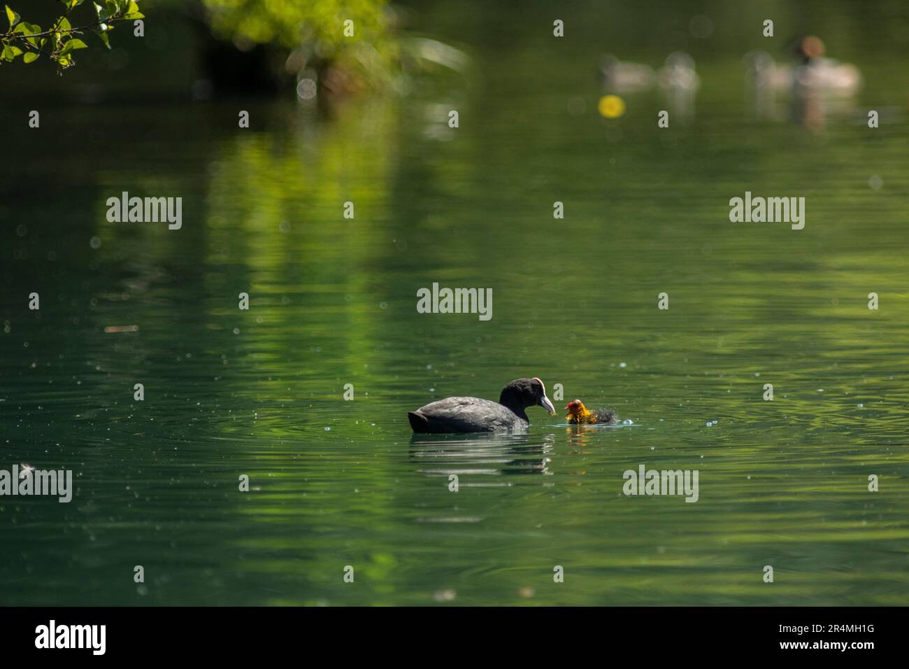 The Eurasian coot (Fulica atra), also known as the common coot, or ...