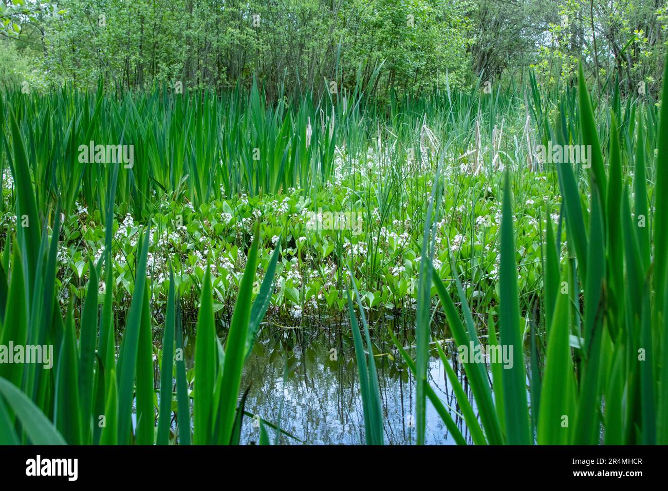 Spring pond plants hi-res stock photography and images - Alamy