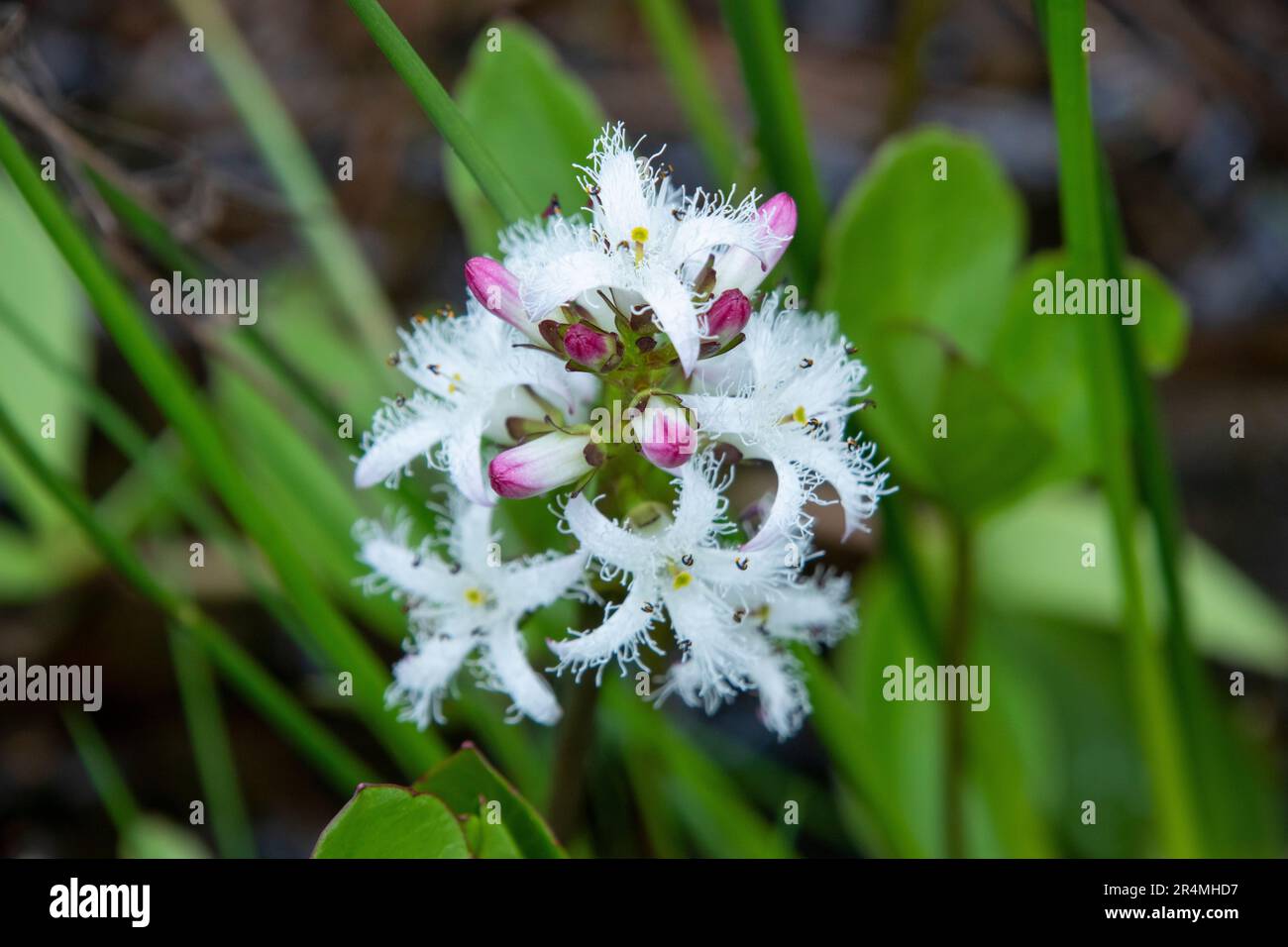 Bog bean hi-res stock photography and images - Alamy