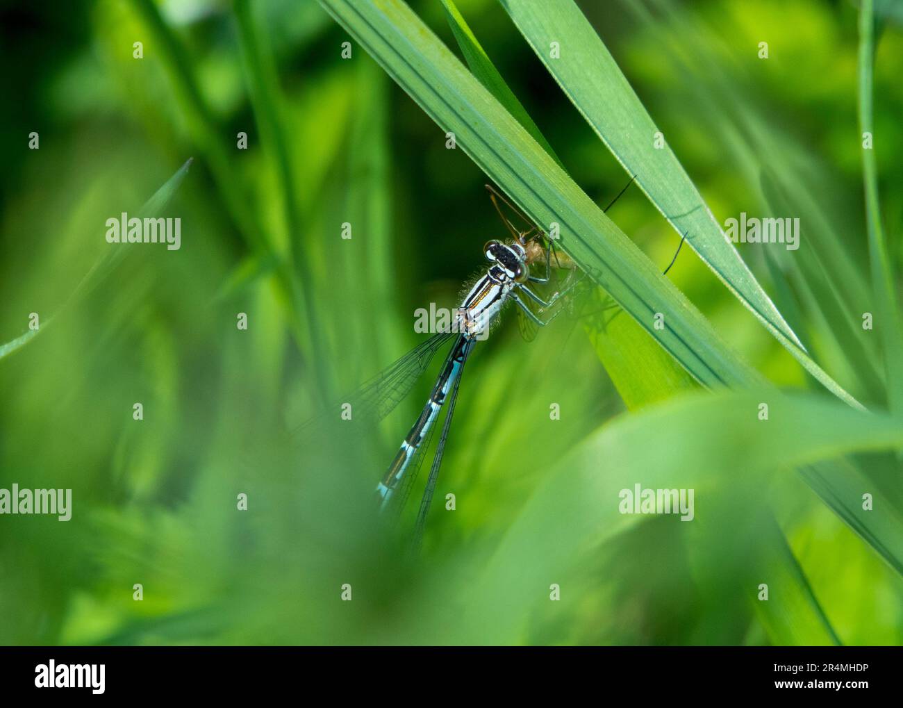 Female Common Blue Damselfly with prey Stock Photo - Alamy