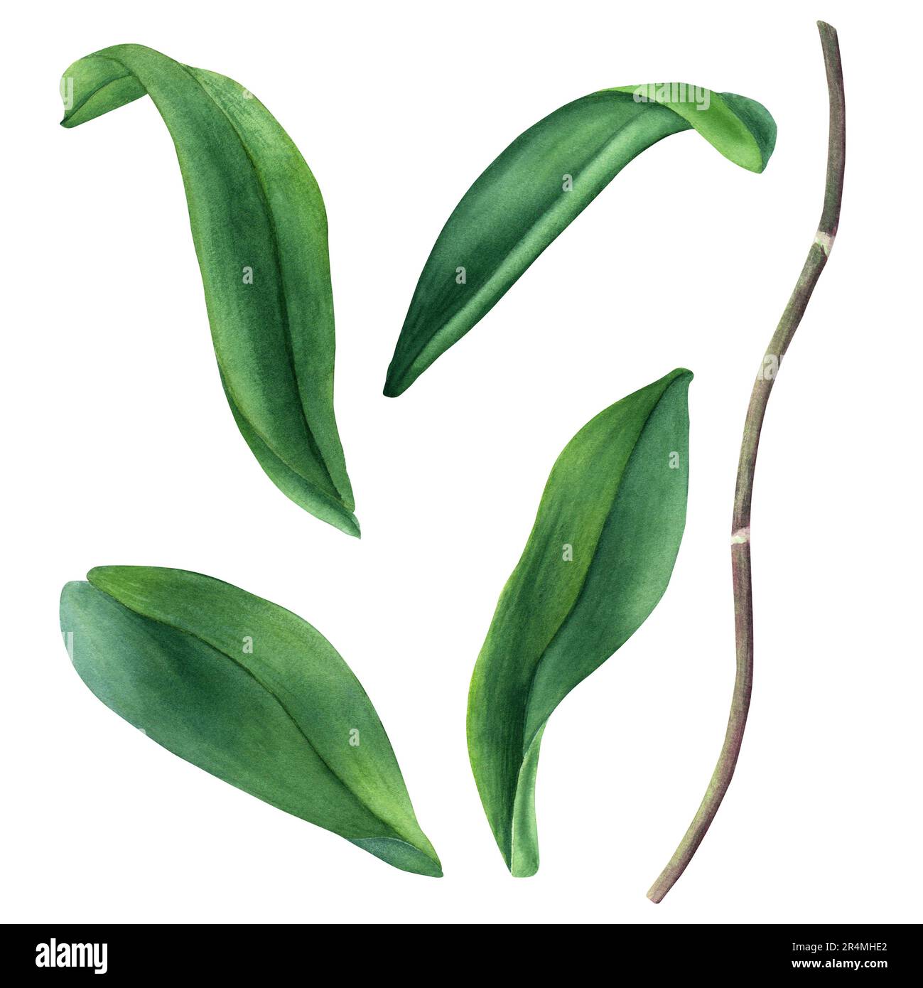 A set of orchid flower stem and leaves. Watercolor illustration ...
