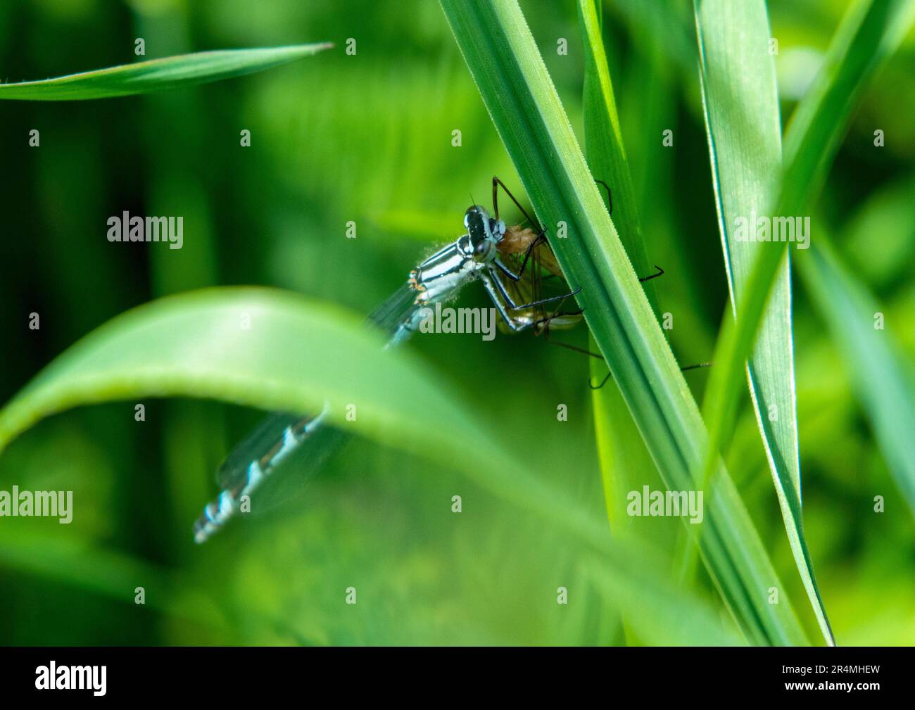 Female Common Blue Damselfly with prey Stock Photo - Alamy