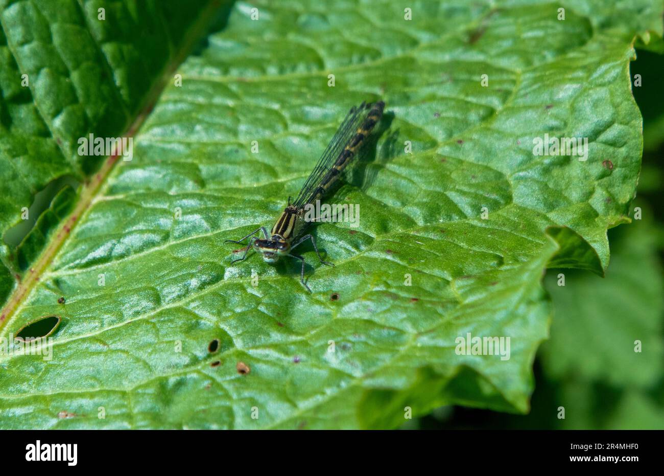 Female Common Blue Damselfly on leaf Stock Photo - Alamy