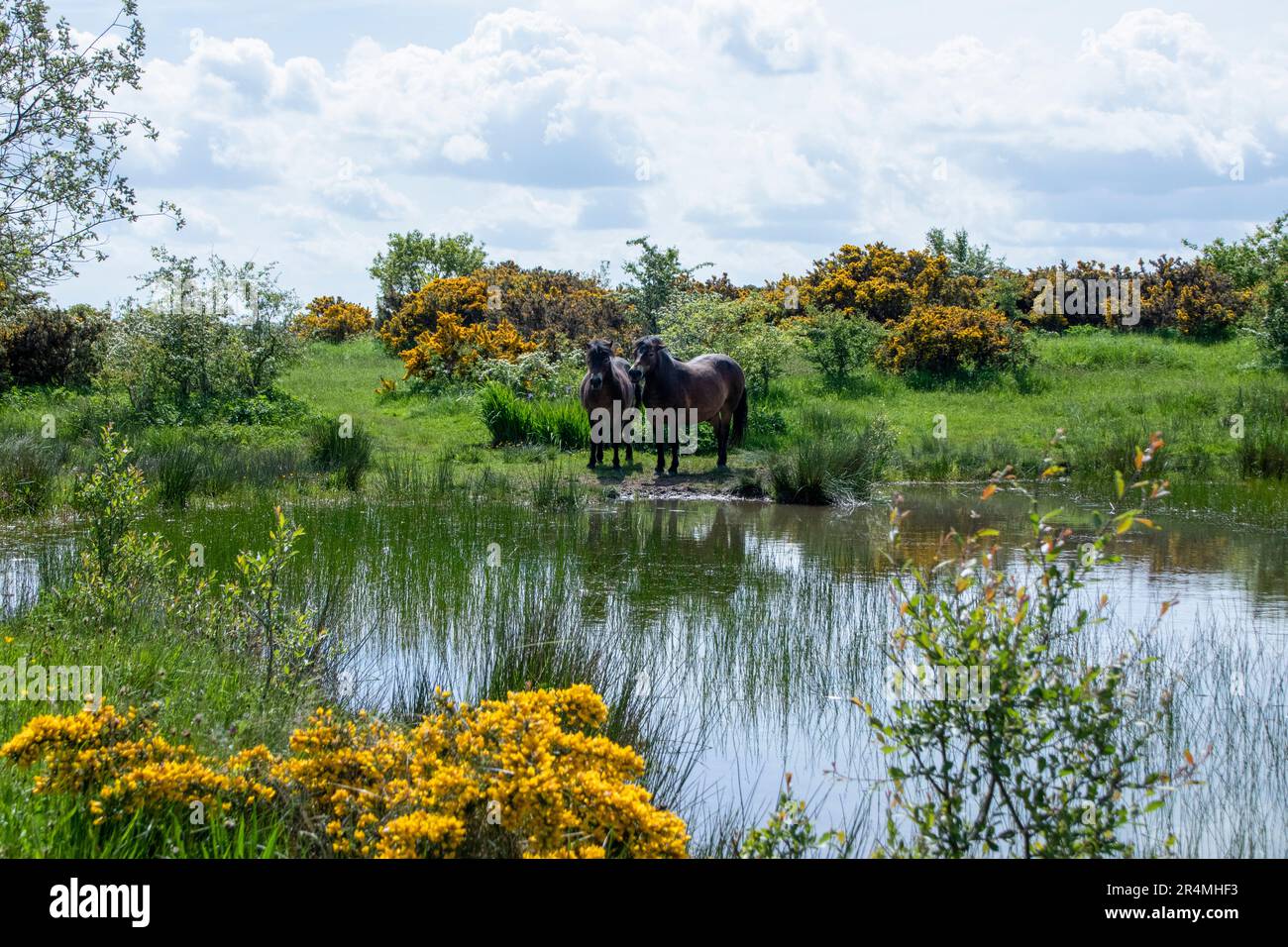 Breed in the spring hi-res stock photography and images - Alamy