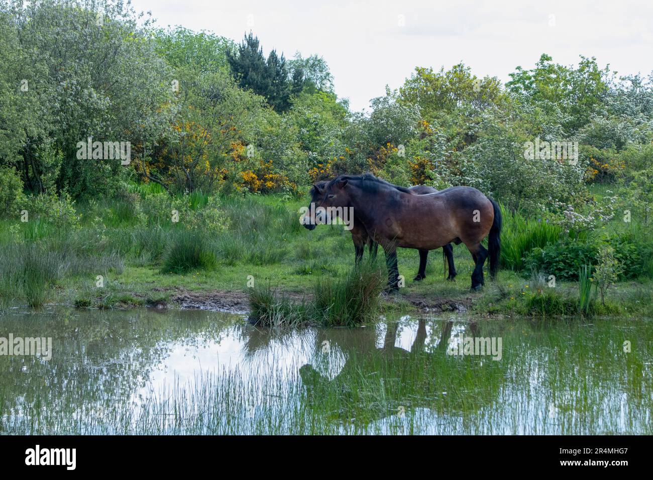 Horse spring hi-res stock photography and images - Alamy
