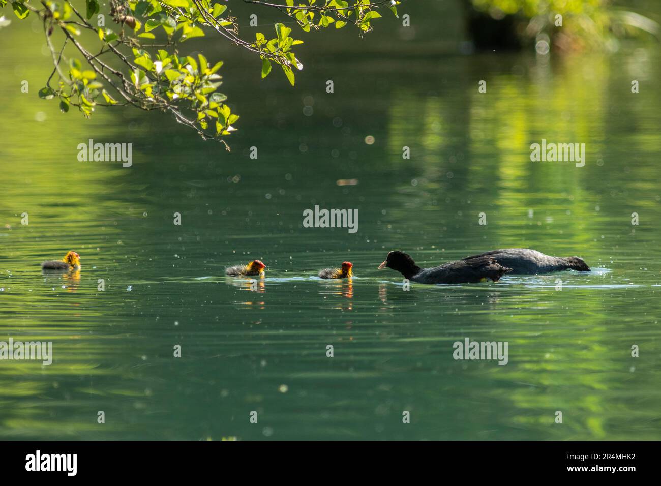 The Eurasian coot (Fulica atra), also known as the common coot, or ...