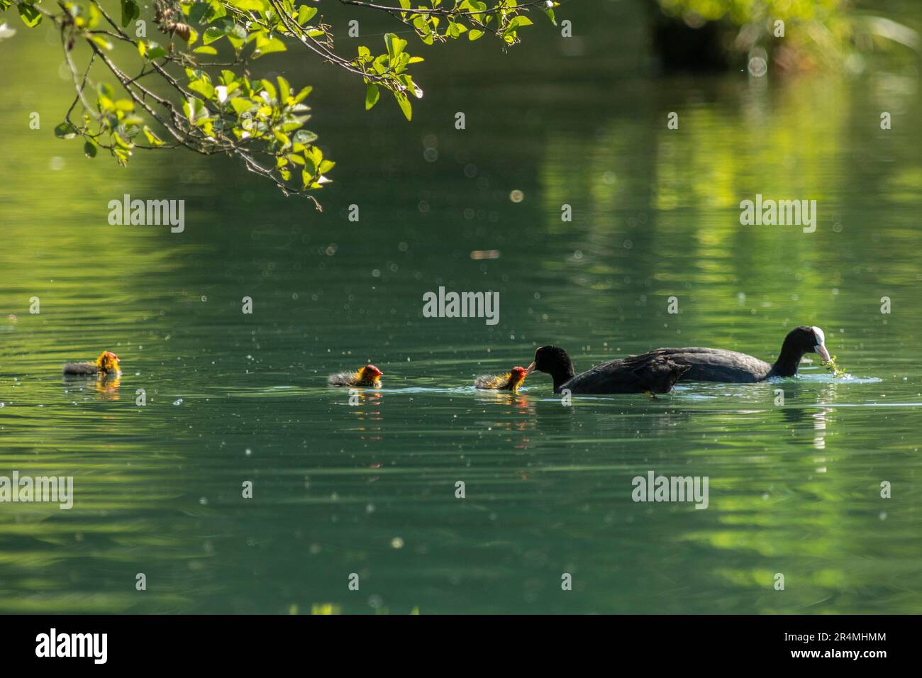 The Eurasian coot (Fulica atra), also known as the common coot, or ...