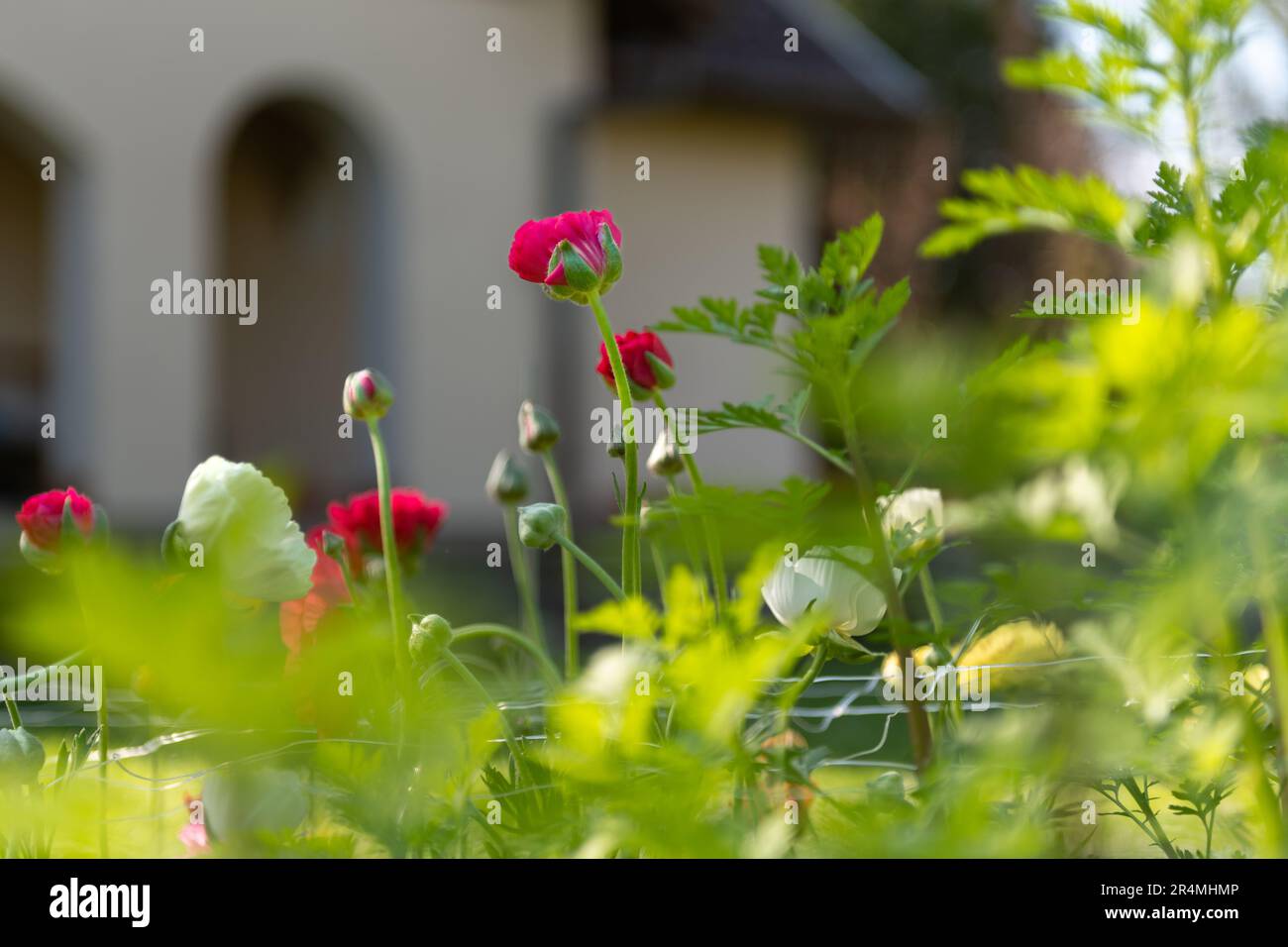 Garden bed full of beautiful single Persian buttercups, Ranunculus ...