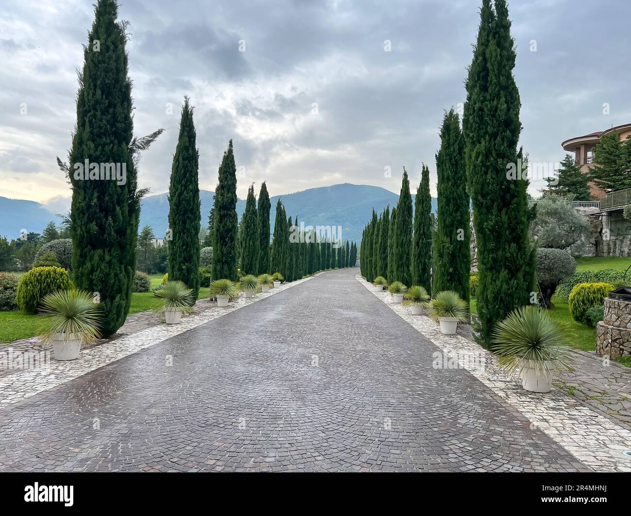 a road lined with beautiful tall Italian Cypress trees (Cupressus ...