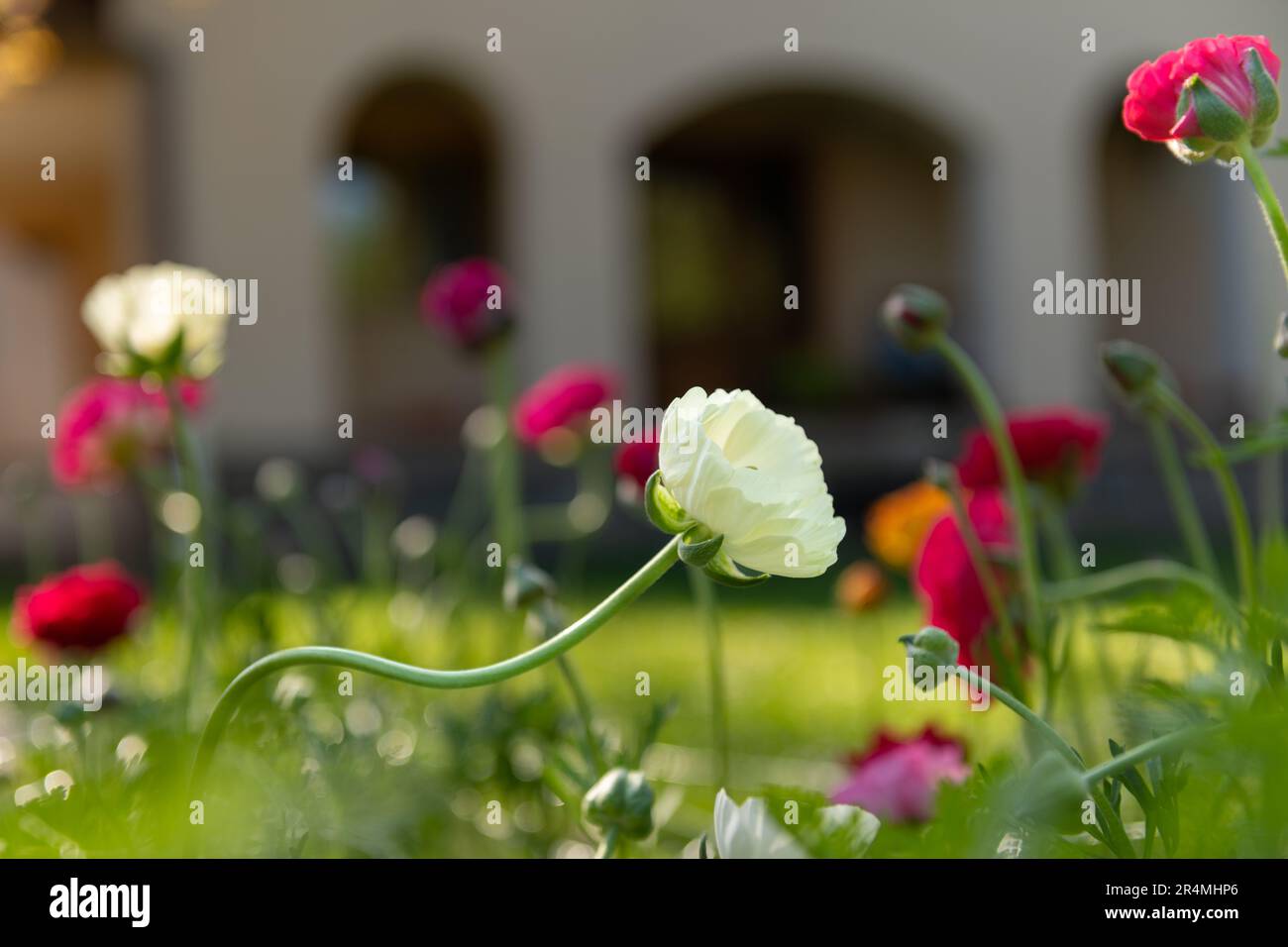 Ranunculus flowers background. Garden bed full of beautiful single ...