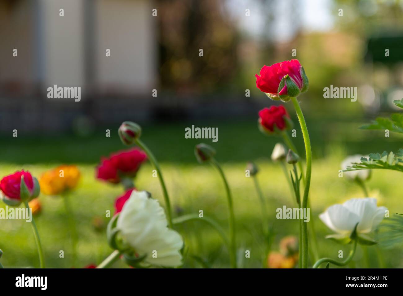 Ranunculus flowers background. Garden bed full of beautiful single ...
